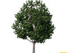 Sketchup Tree 06 free 3D model | CGTrader