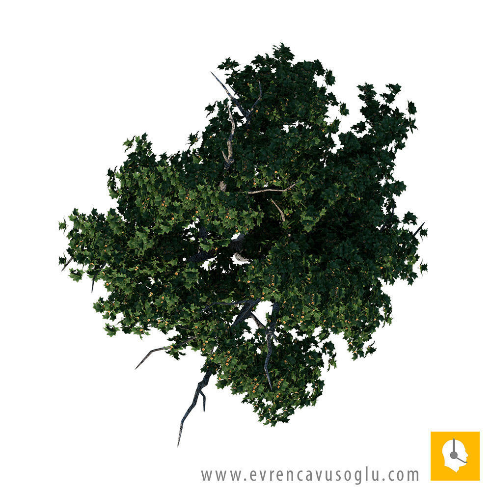 Sketchup Tree 06 free 3D model | CGTrader