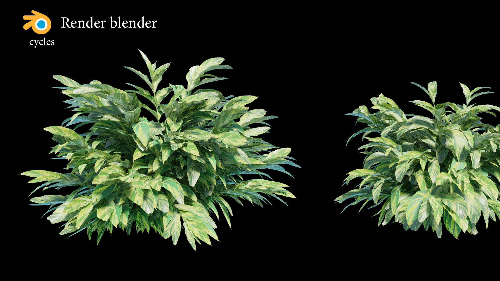 Variegated ginger animation 3D model animated | CGTrader