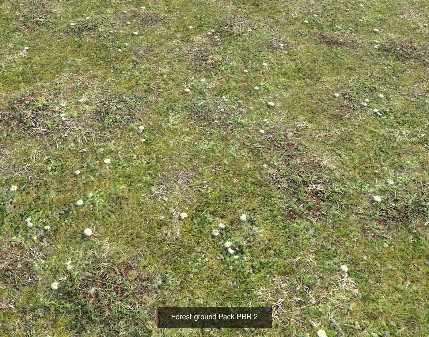 Forest Terrain textures collection | CGTrader