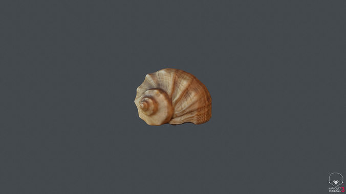 3D model Seashells sea shell VR / AR / low-poly | CGTrader