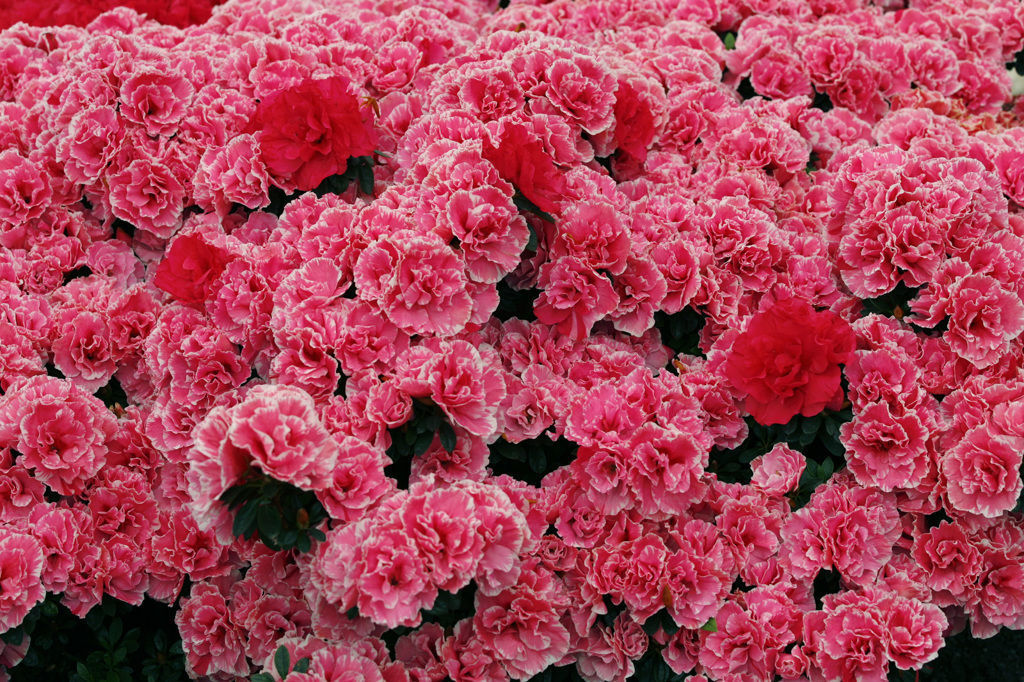 japon home and samurai jack 3D model | CGTrader