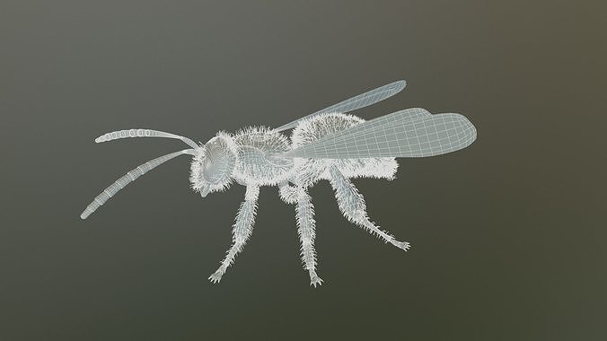 bee polygon 3D model | CGTrader