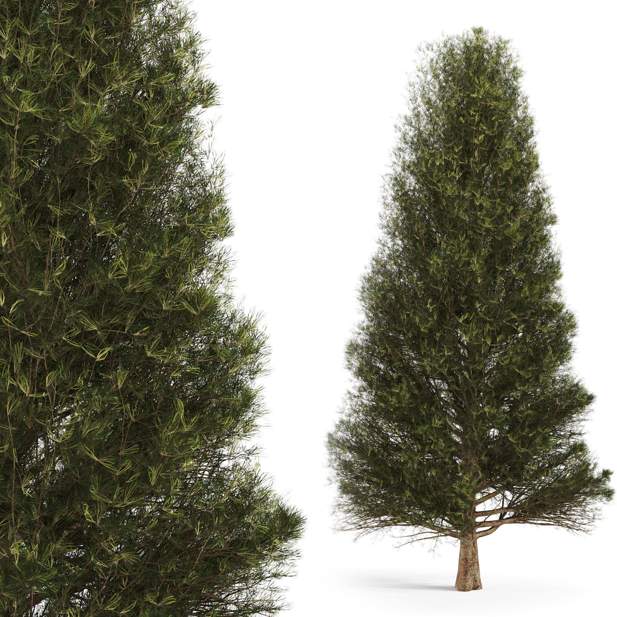 Set of two pines 3D model rigged | CGTrader