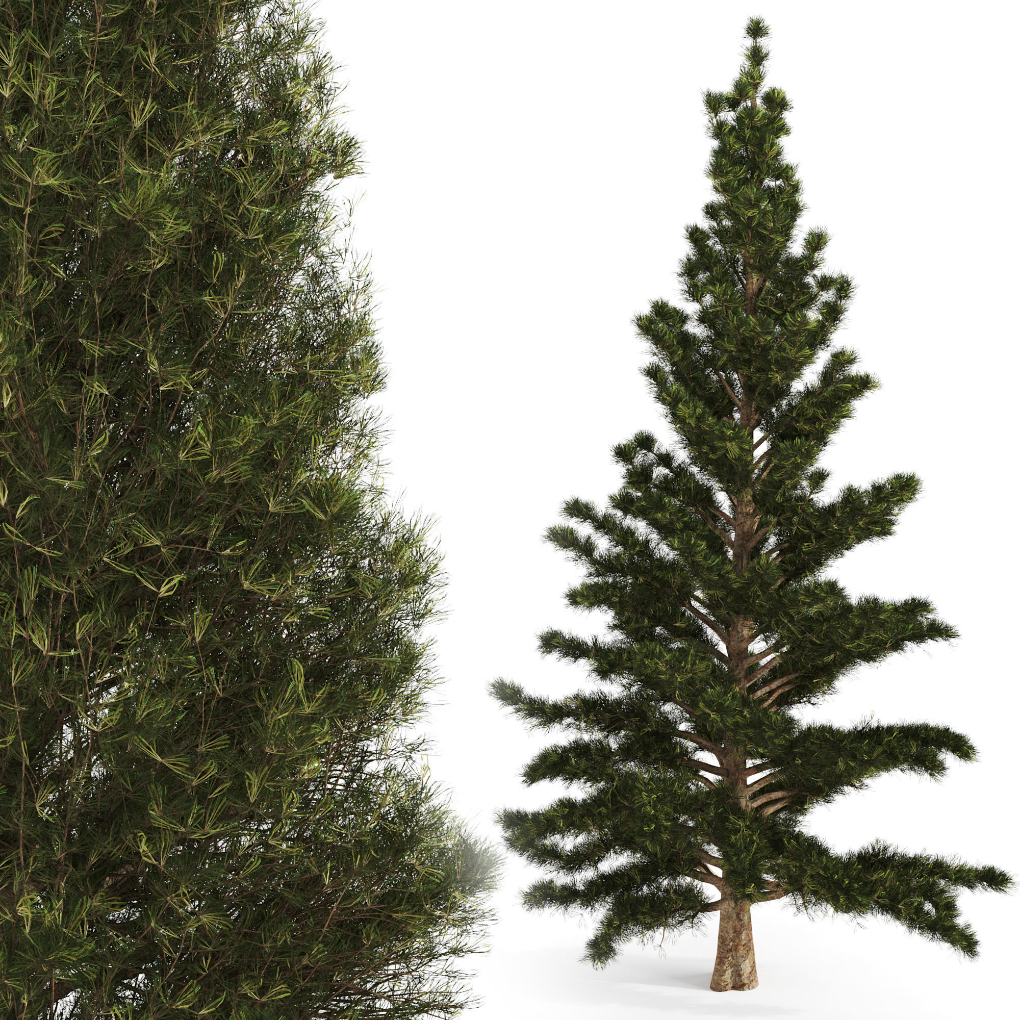 Set of two pines 3D model rigged | CGTrader