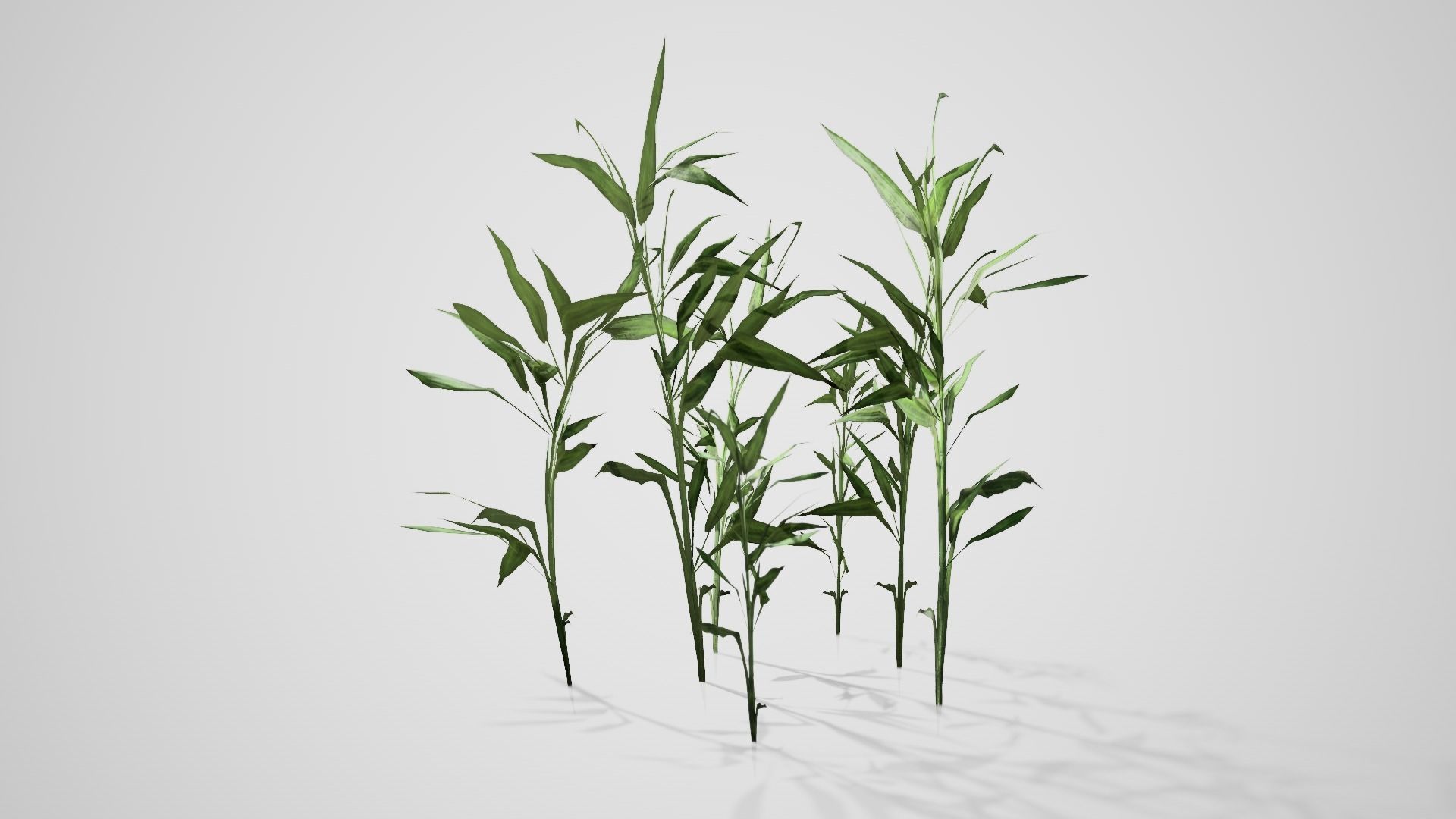 3D model Switch Cane Cluster grass VR / AR / low-poly | CGTrader