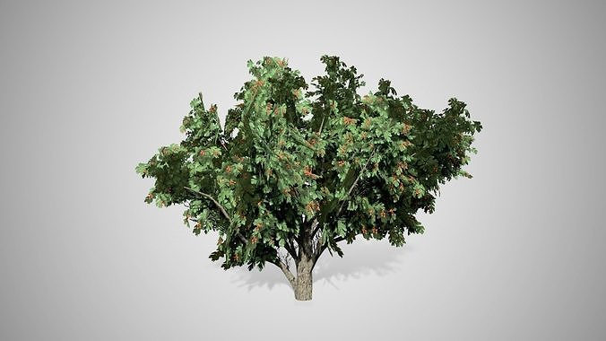 3D model Common Hawthorn Tree VR / AR / low-poly | CGTrader