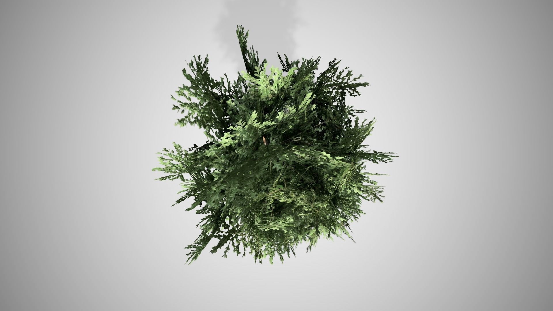3D model American Boxwood Topiary bush VR / AR / low-poly | CGTrader