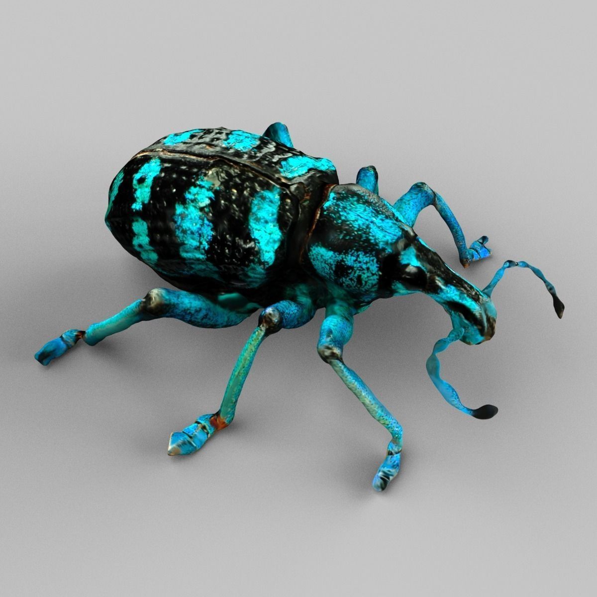 3D model Insect Collection Vol 1 VR / AR / low-poly | CGTrader
