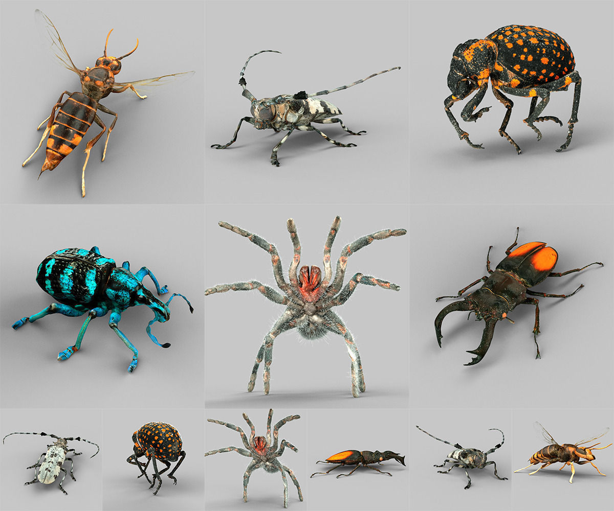 3D model Insect Collection Vol 1 VR / AR / low-poly | CGTrader