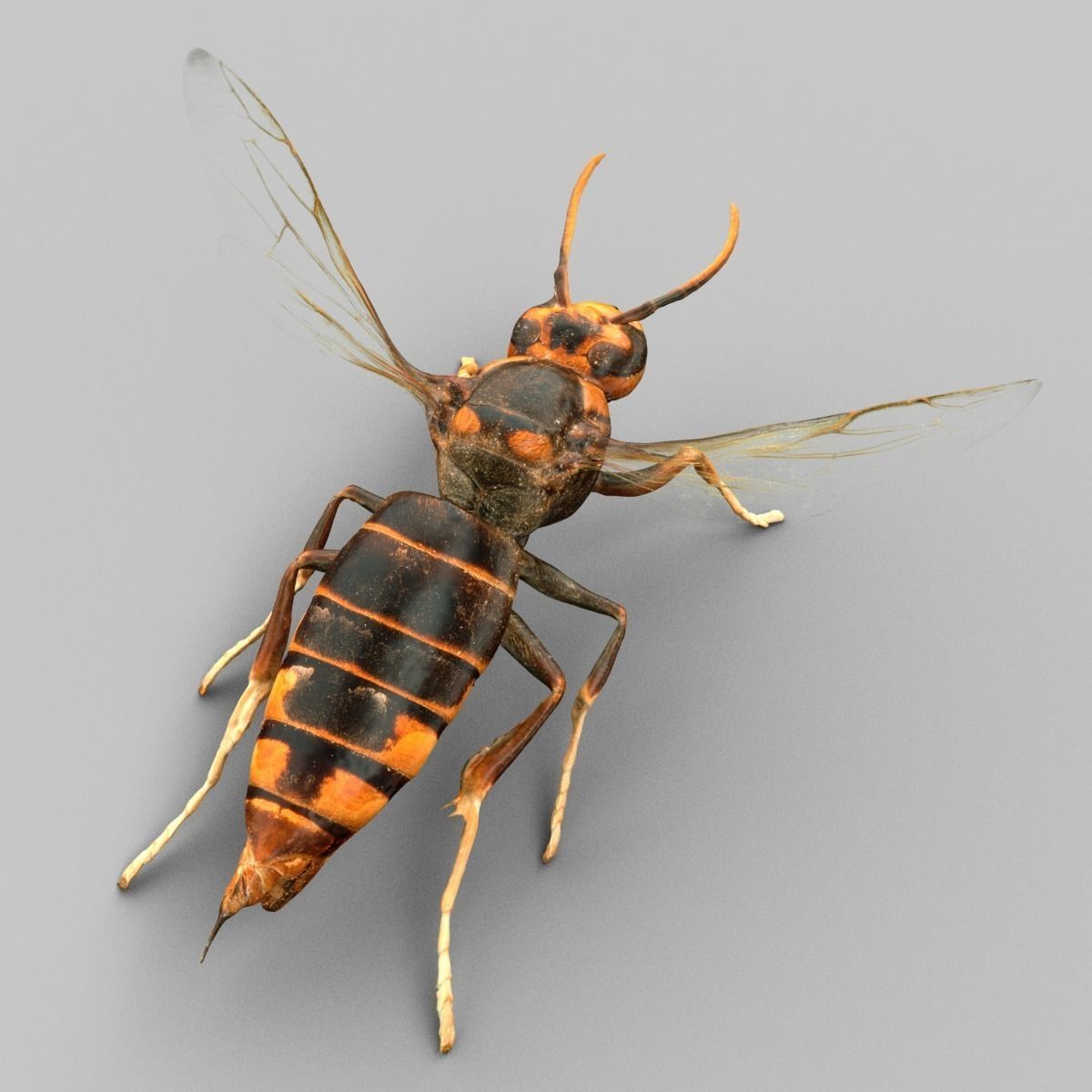 3D model Insect Collection Vol 1 VR / AR / low-poly | CGTrader
