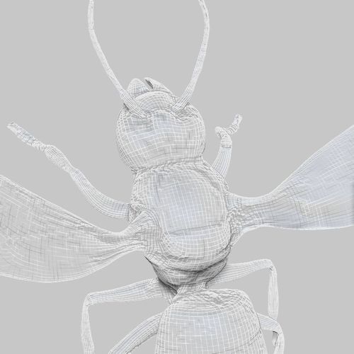 3D model Insect Collection Vol 1 VR / AR / low-poly OBJ | CGTrader.com