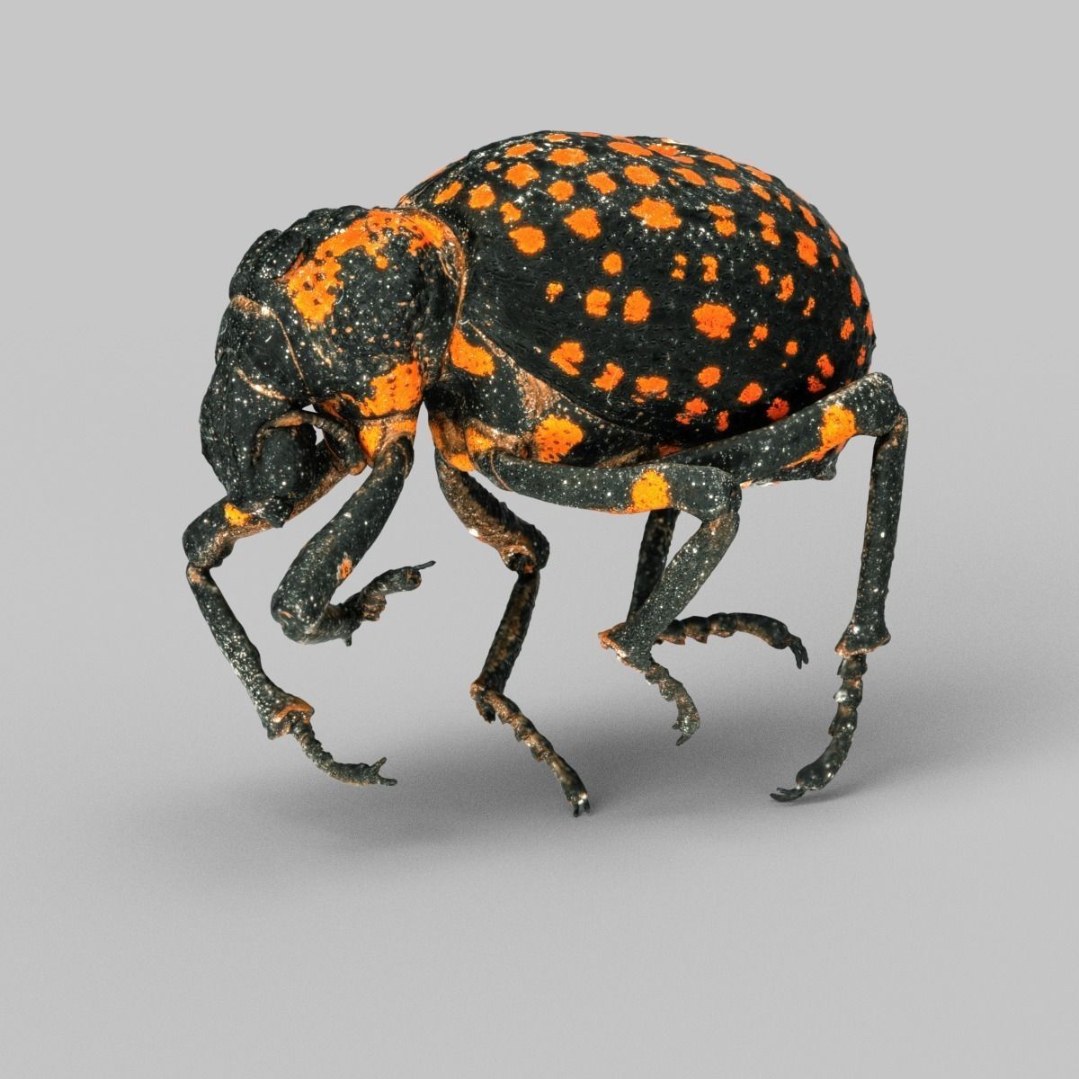 3D model Insect Collection Vol 1 VR / AR / low-poly | CGTrader