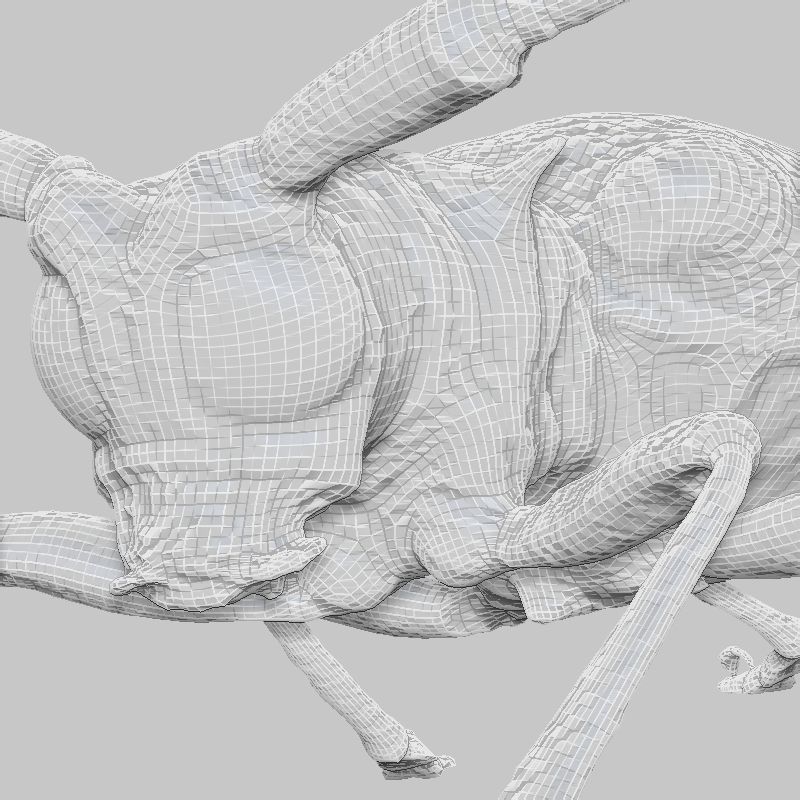 3D model Insect Collection Vol 1 VR / AR / low-poly | CGTrader