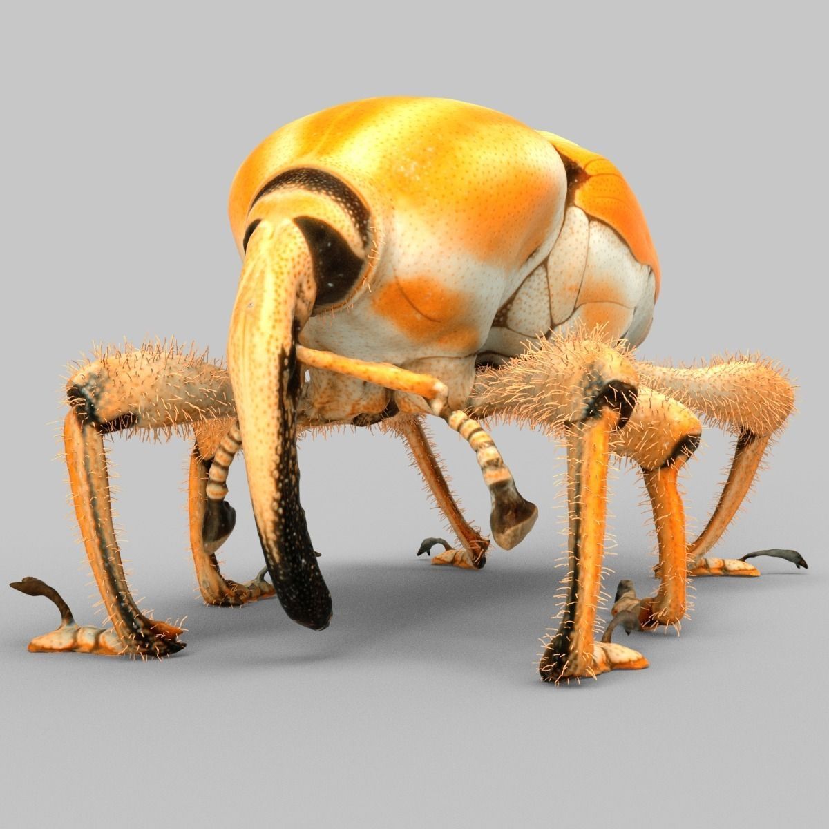 3D model Insect Collection Vol 2 VR / AR / low-poly | CGTrader
