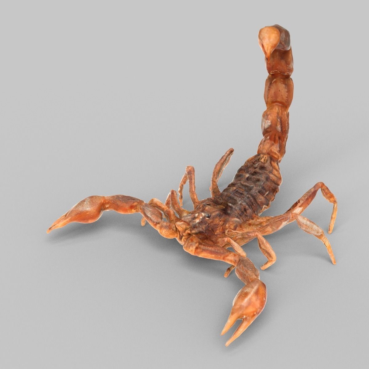 3D model Insect Collection Vol 2 VR / AR / low-poly | CGTrader