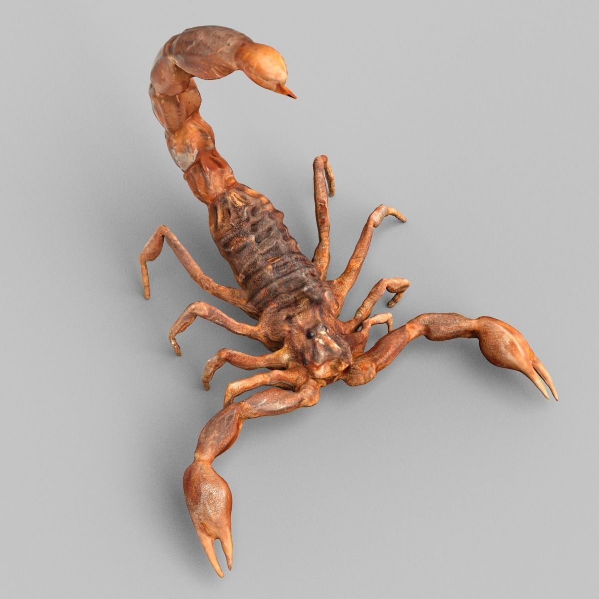 3D model Insect Collection Vol 2 VR / AR / low-poly | CGTrader