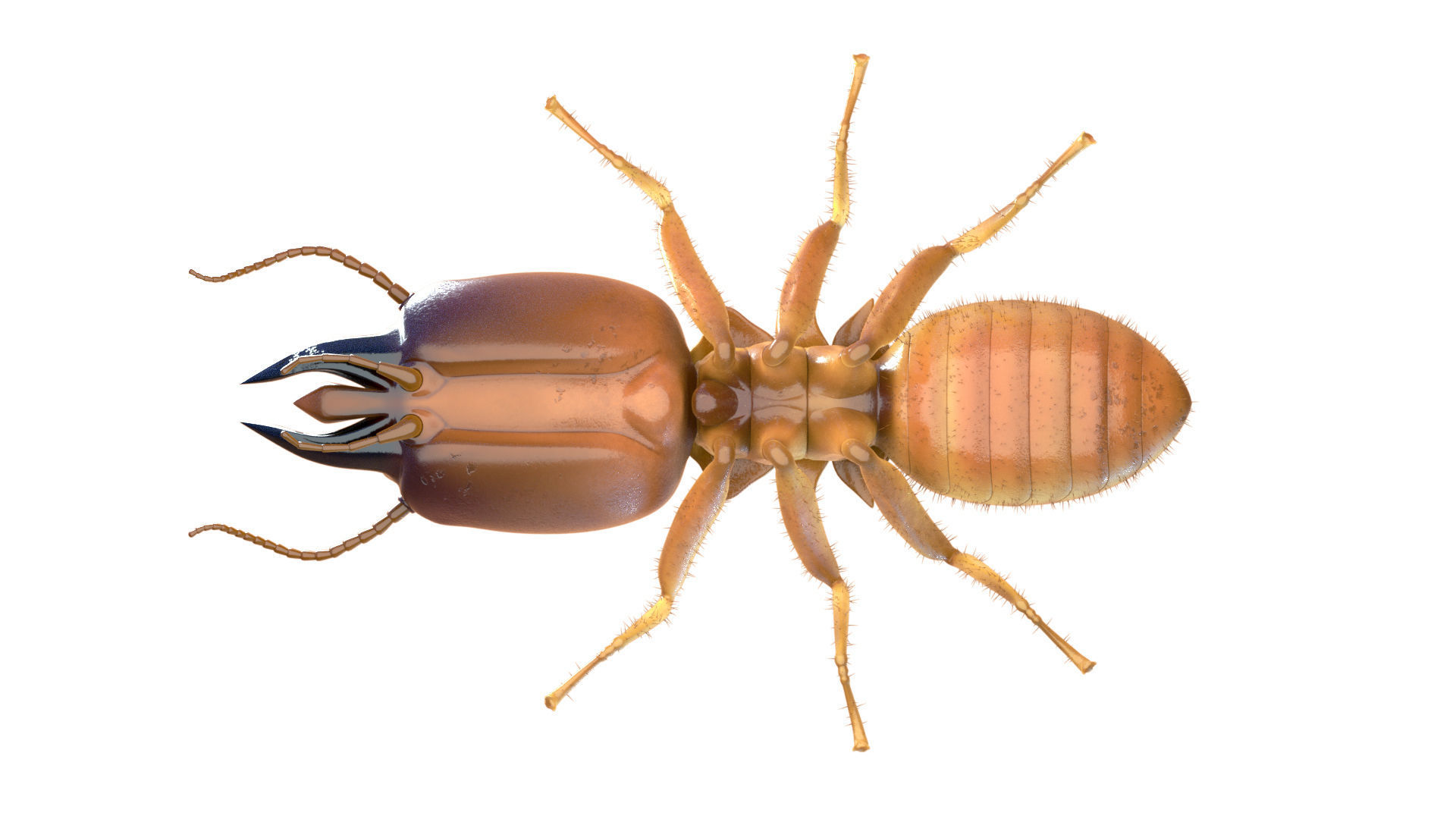 3D model Termite - Soldier VR / AR / low-poly | CGTrader