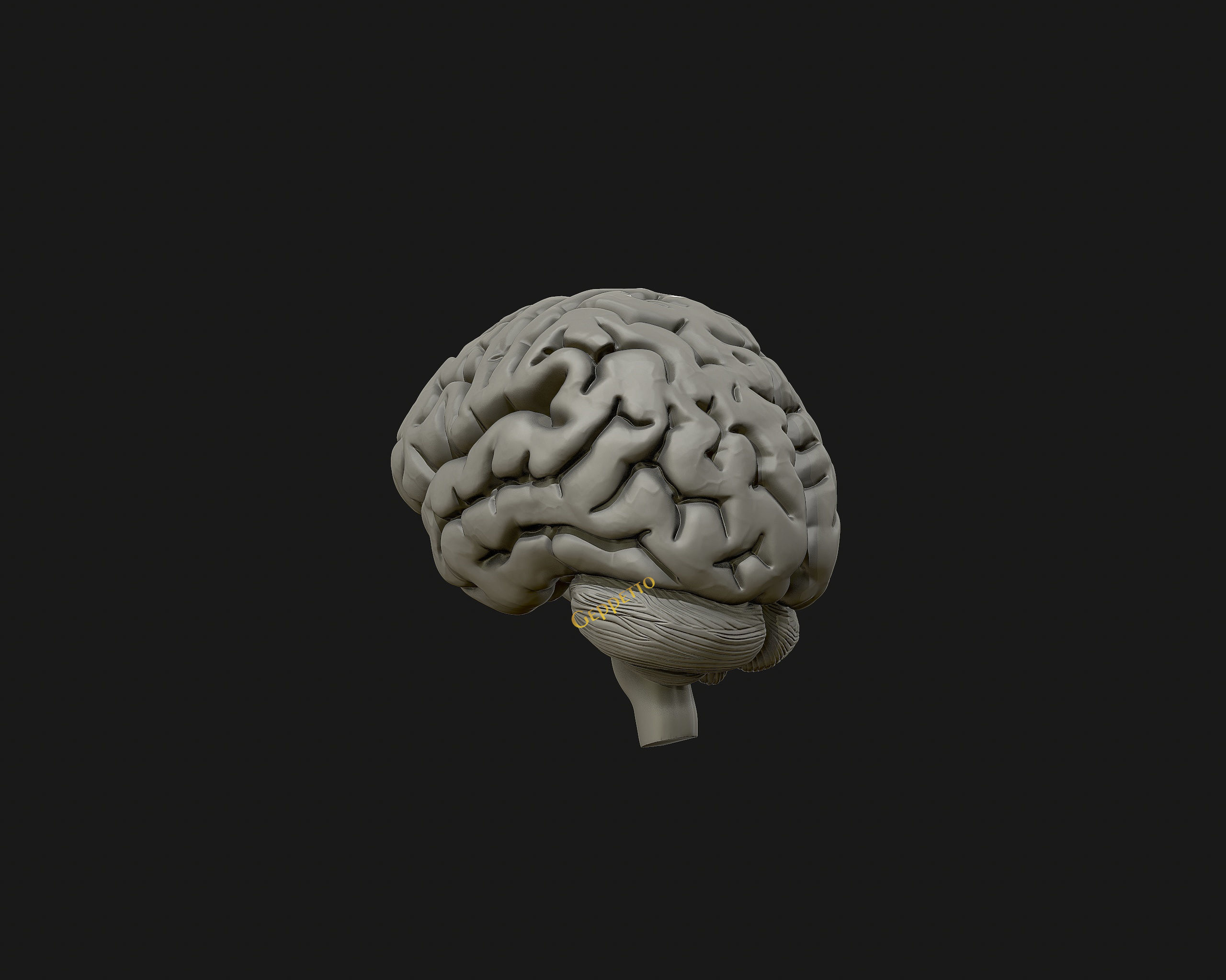 human Brain 3D model Ready to 3D print 3D model 3D printable | CGTrader