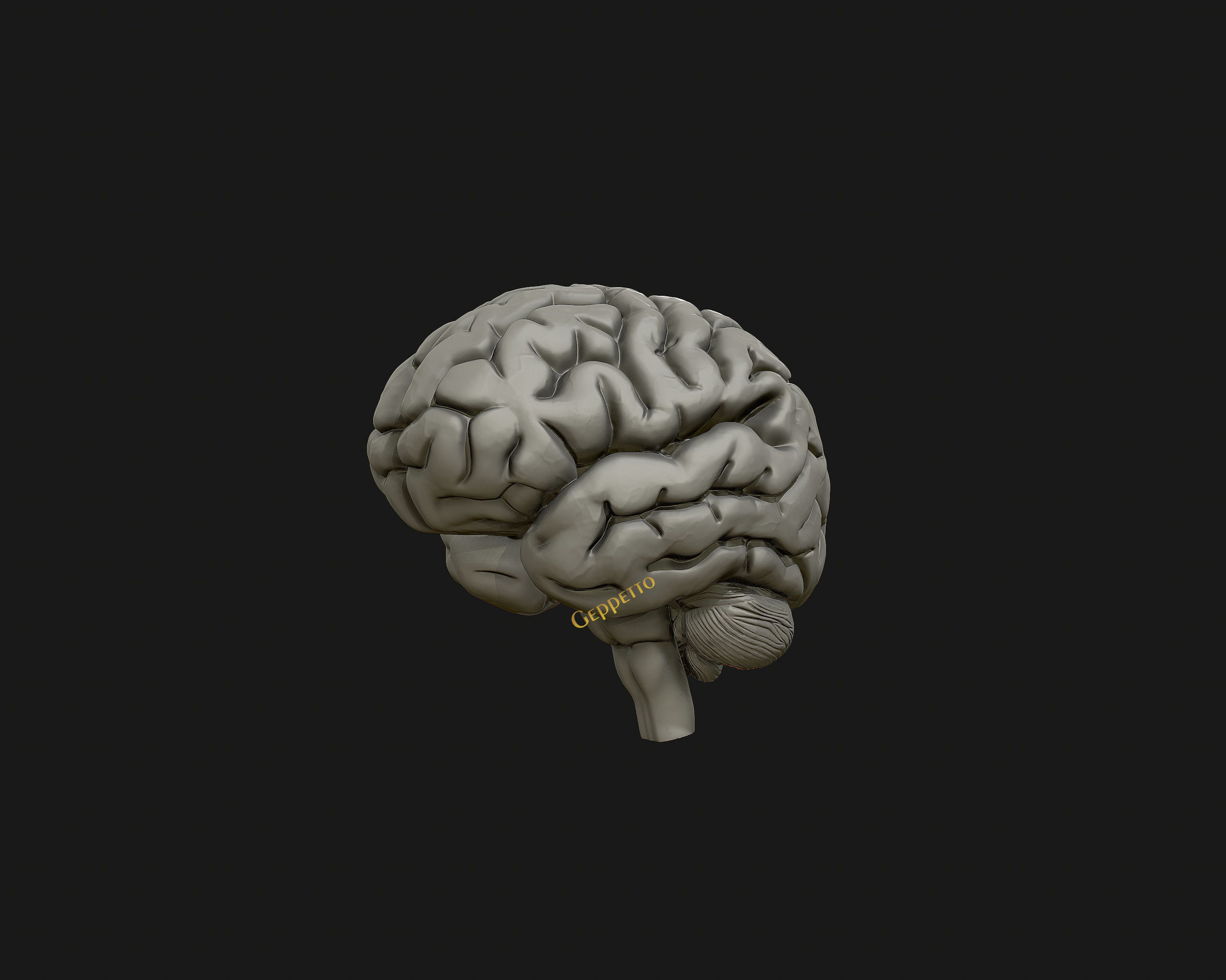 human Brain 3D model Ready to 3D print 3D model 3D printable | CGTrader