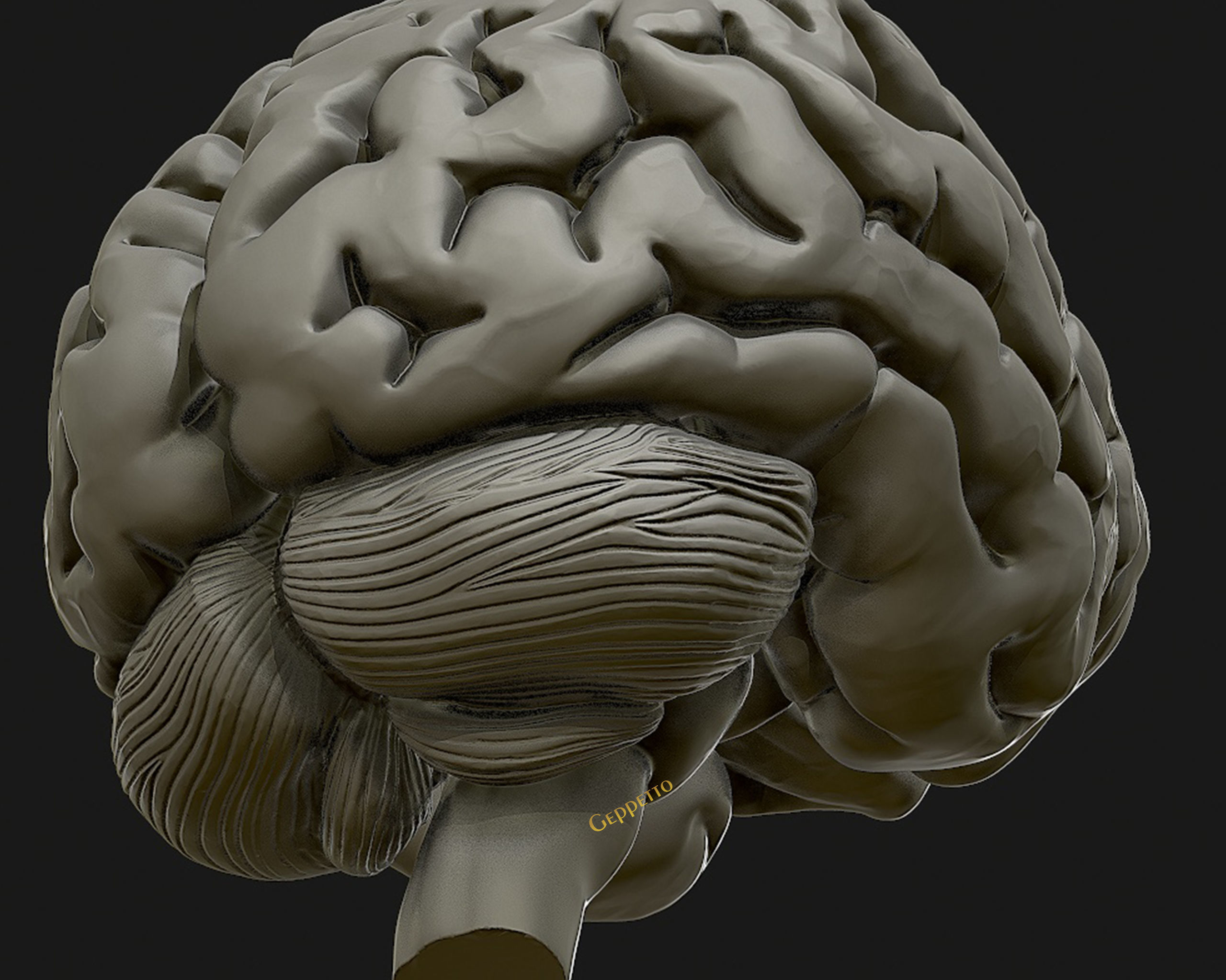 human Brain 3D model Ready to 3D print 3D model 3D printable | CGTrader