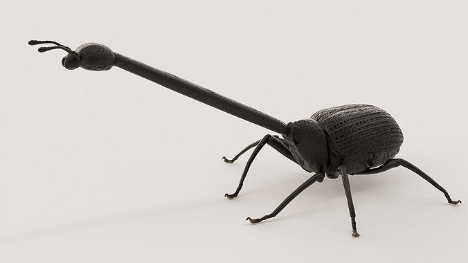 Giraffe weevil 3D model 3D printable | CGTrader