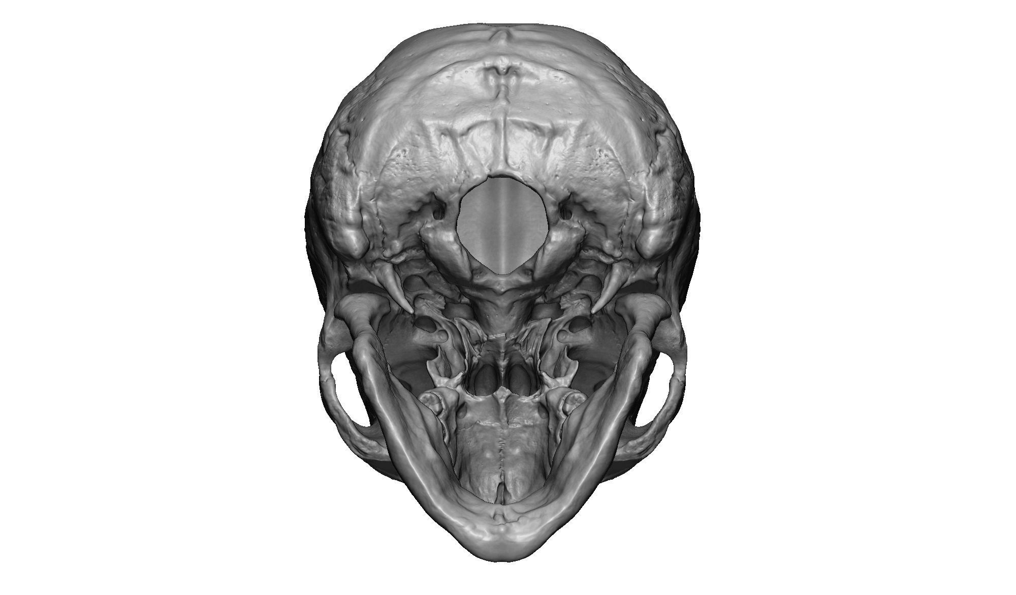 Female human skull- realistic 3d print model- 3 versions set 3D model ...