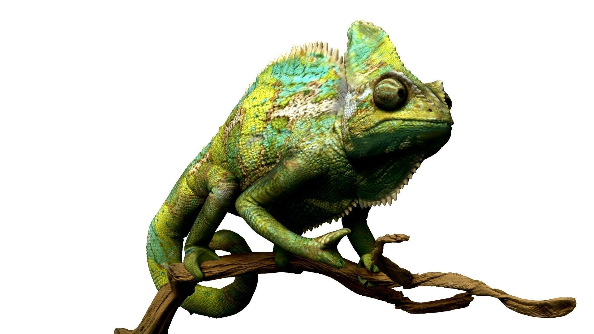 Chameleon Realistic High Poly 3D model | CGTrader