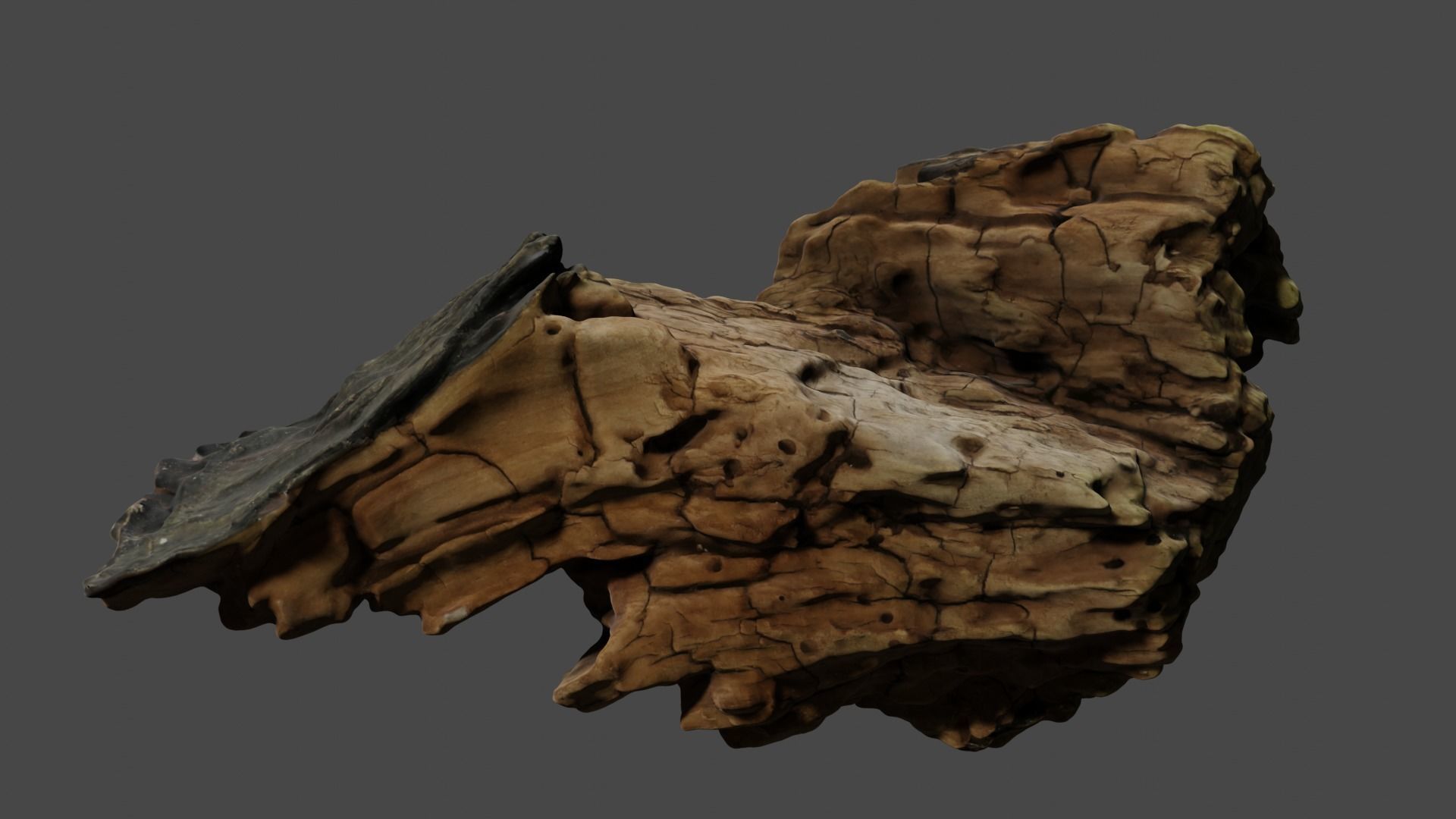 Photo-realistic bark free 3D model | CGTrader