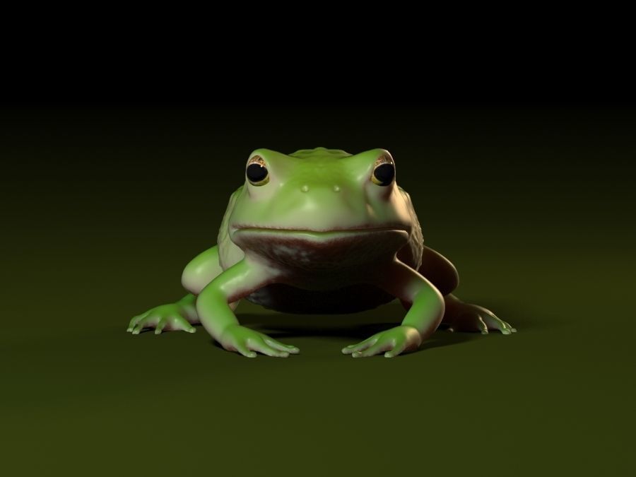 Frog 001 3D | CGTrader