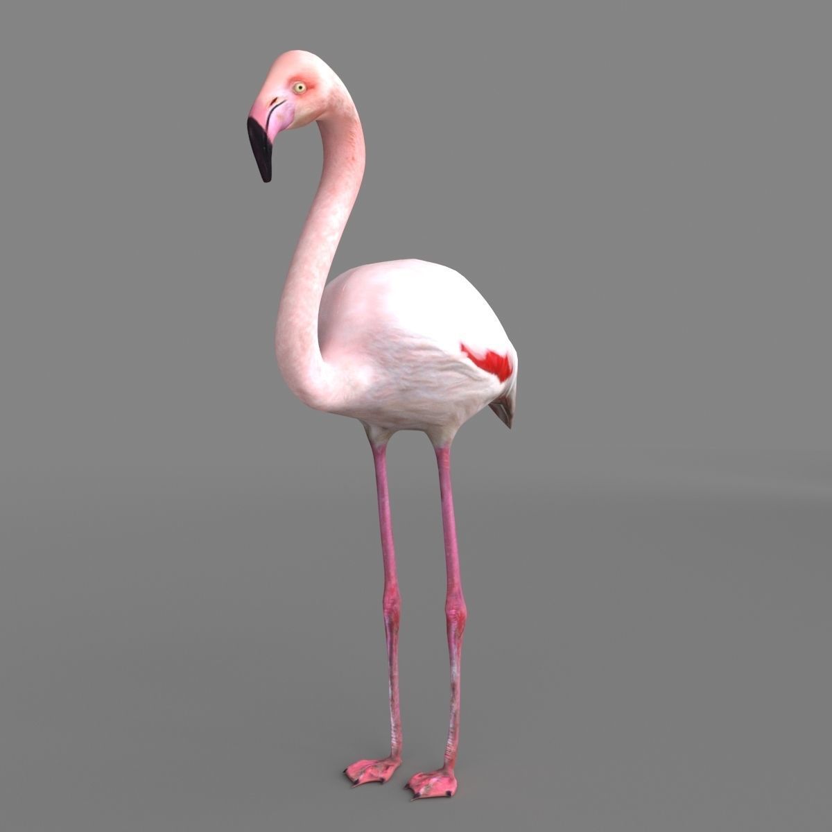 3D model Flamingo 3D model | CGTrader
