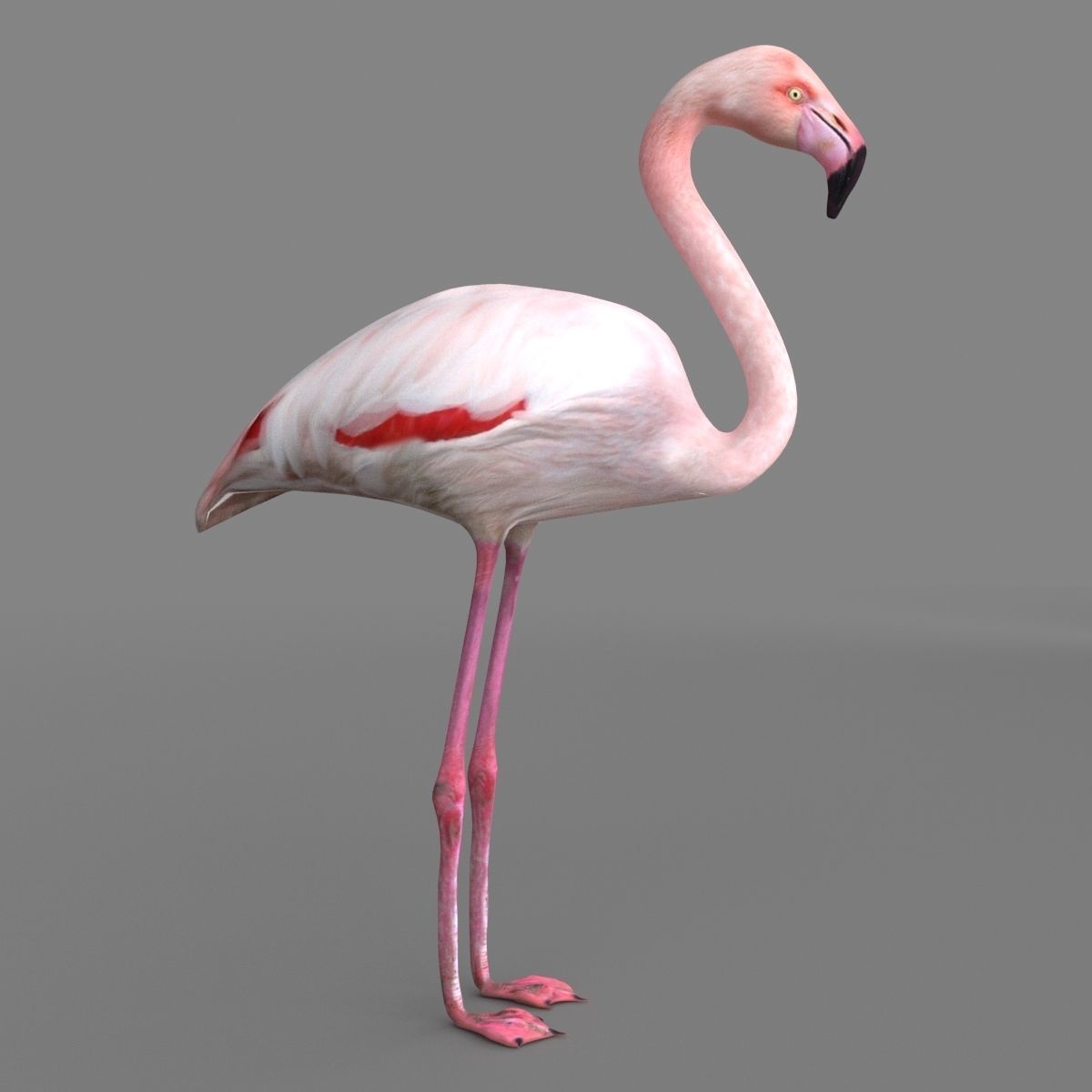 3D model Flamingo 3D model | CGTrader