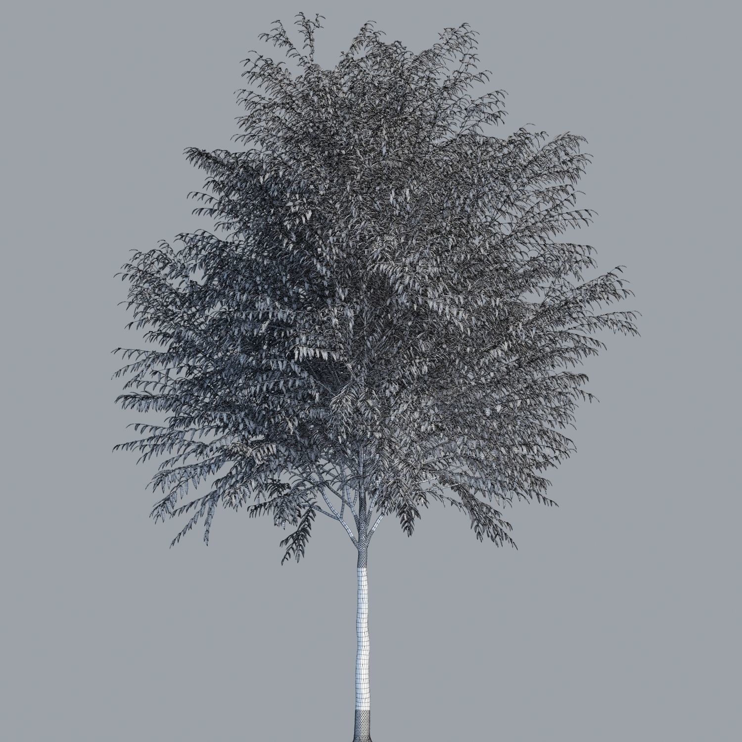 Waterhousea floribunda collection 3D model | CGTrader