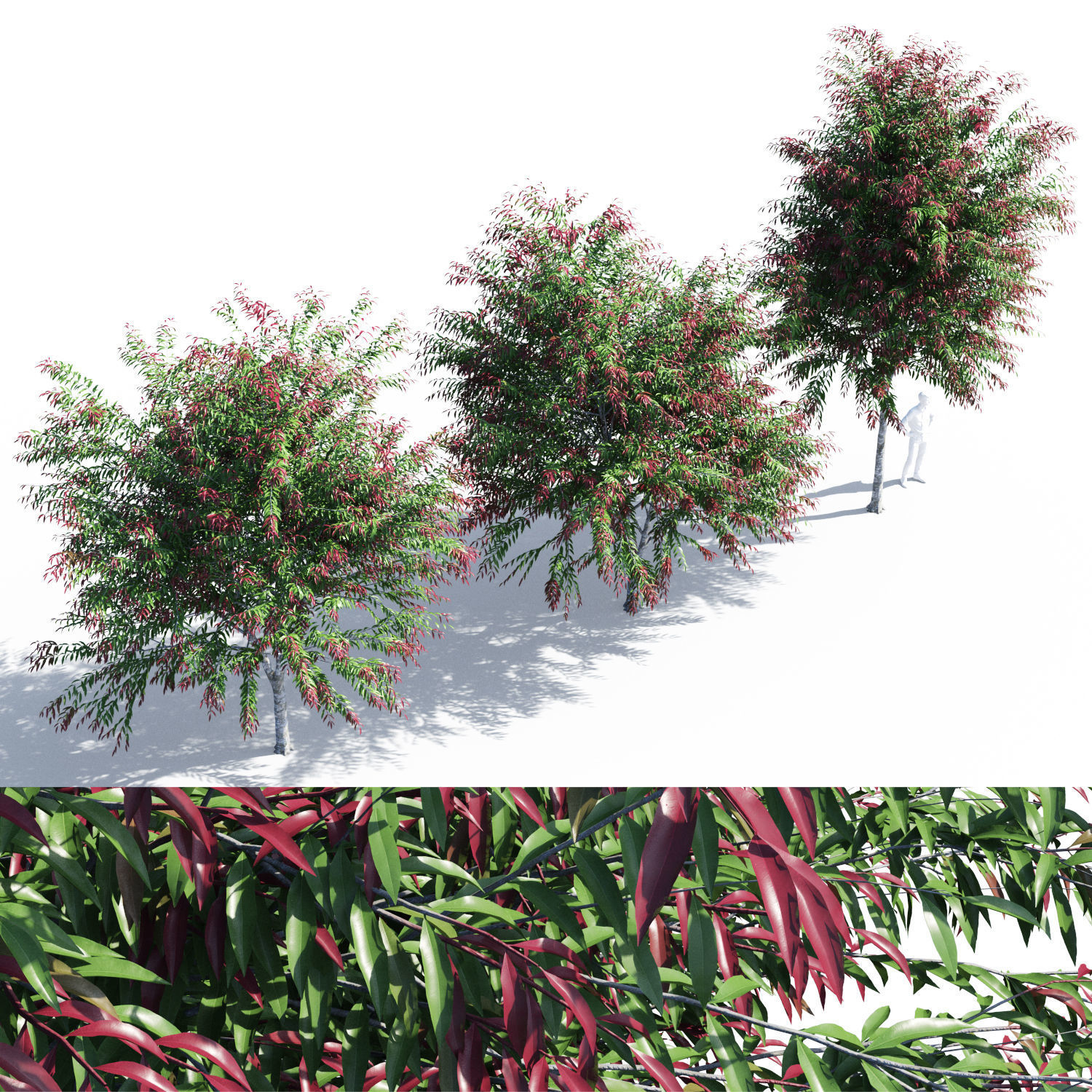 Waterhousea floribunda collection 3D model | CGTrader