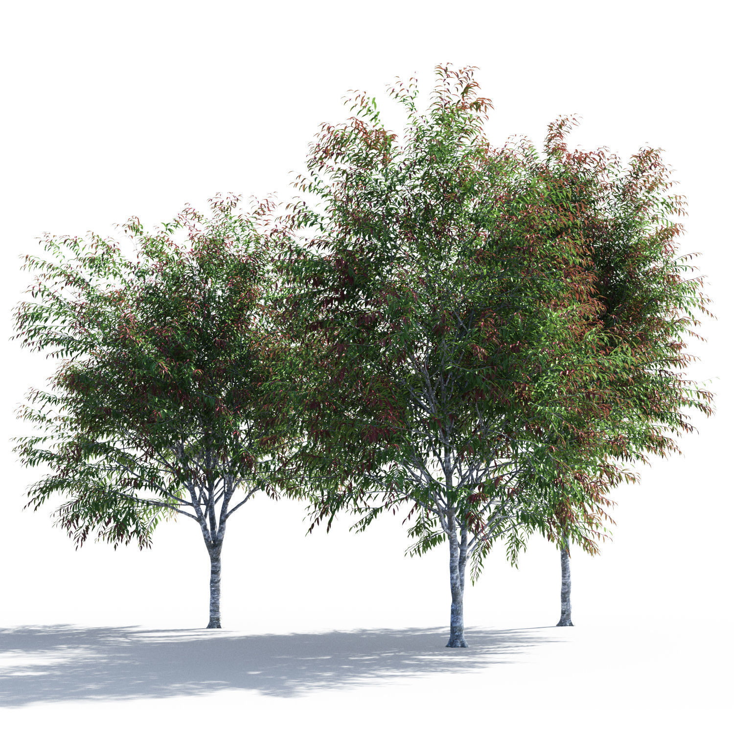 Waterhousea floribunda collection 3D model | CGTrader