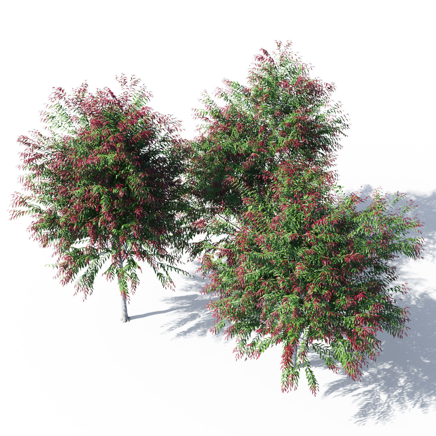 Waterhousea floribunda collection 3D model | CGTrader