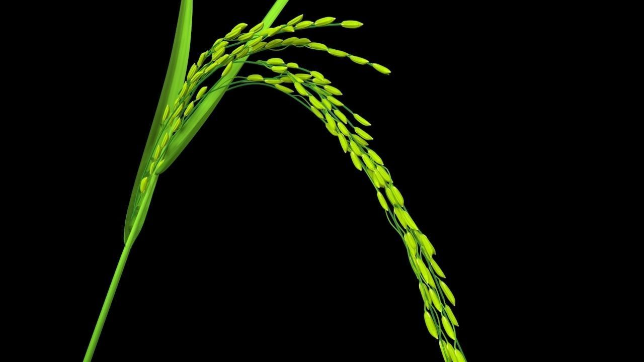 3D MODEL RICE FLOWER PLANT OPTION 2 low-poly | CGTrader