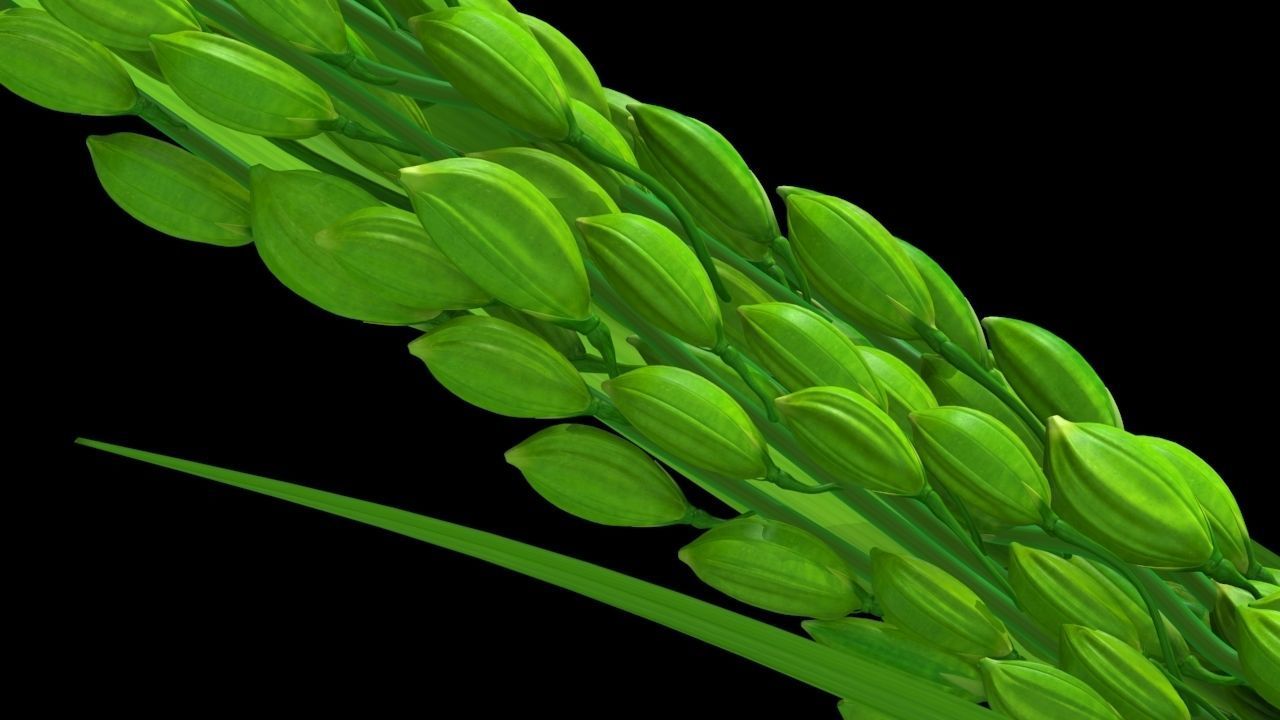 RICE FLOWER 3D MODEL OPTION 3 realtime | CGTrader