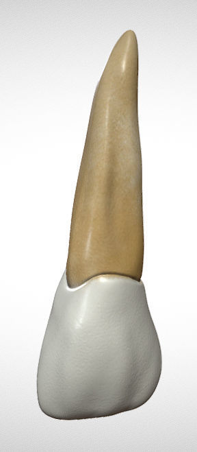 3D model Maxillary lateral Incisor VR / AR / low-poly | CGTrader