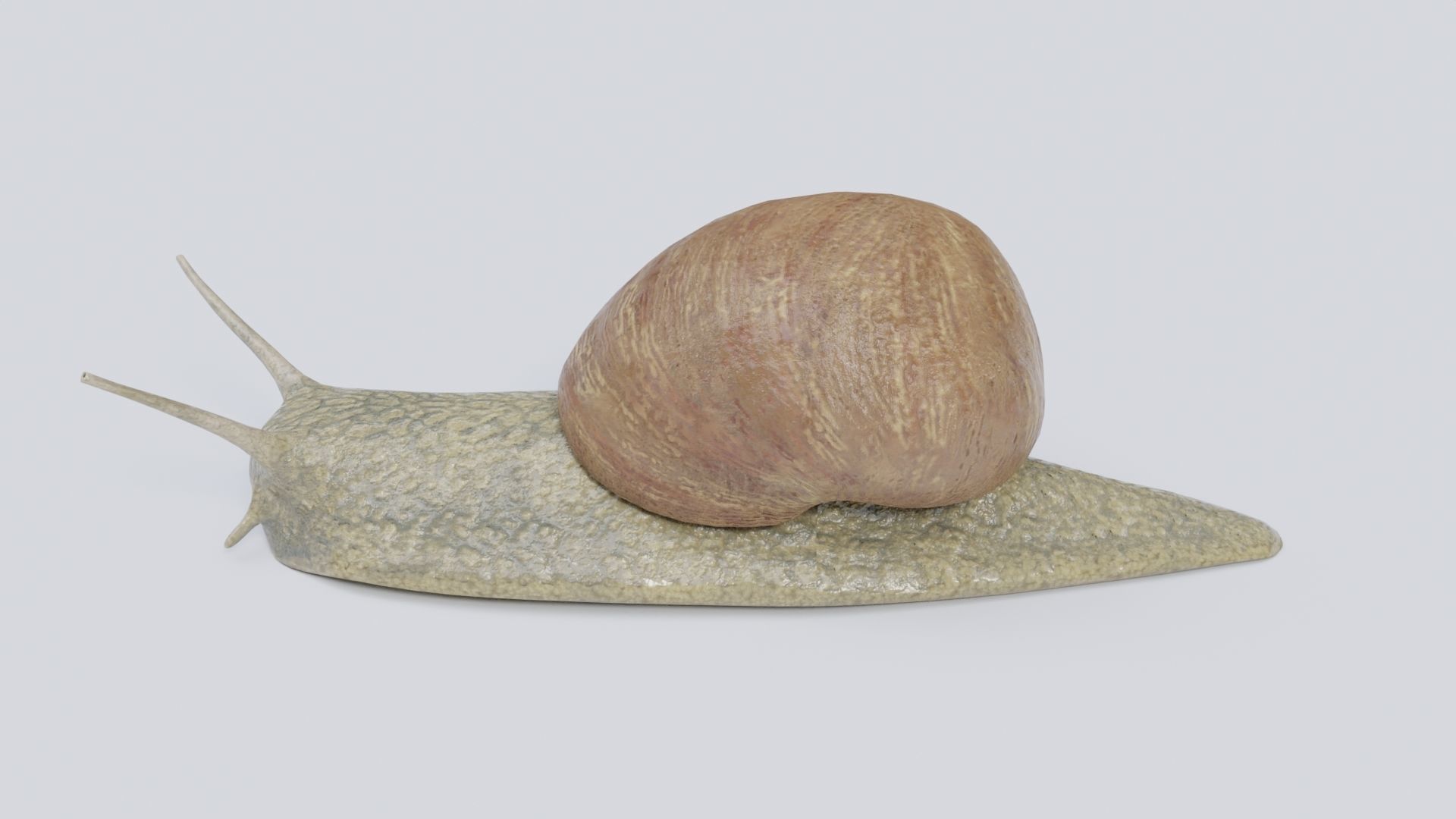 3D model Low poly snail model with PBR materials VR / AR / low-poly ...