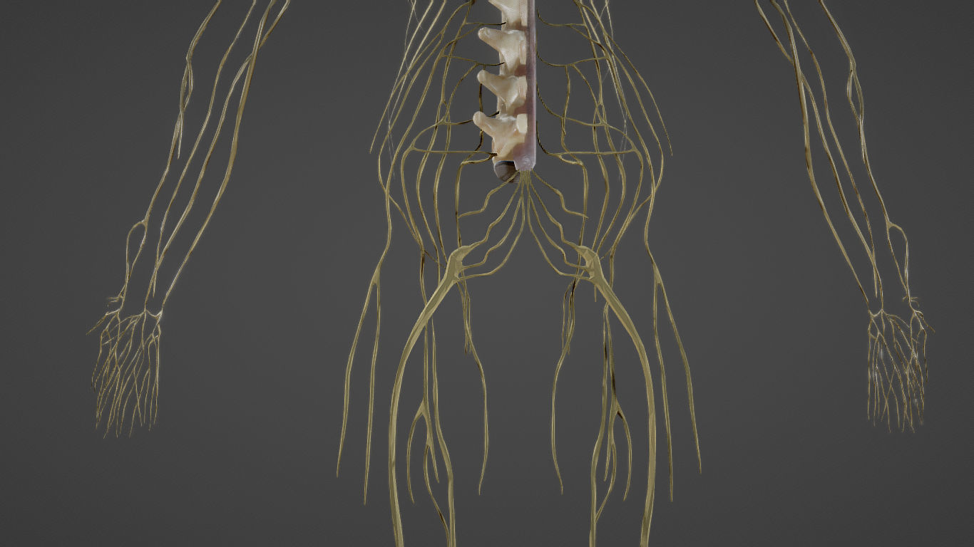 3D model Nerves with a Skeletal Cross-Section VR / AR / low-poly | CGTrader