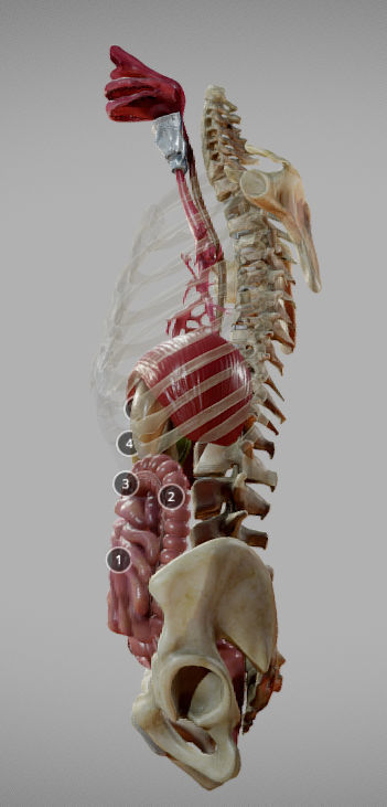 3D model Gastrointestinal Tract VR / AR / low-poly | CGTrader