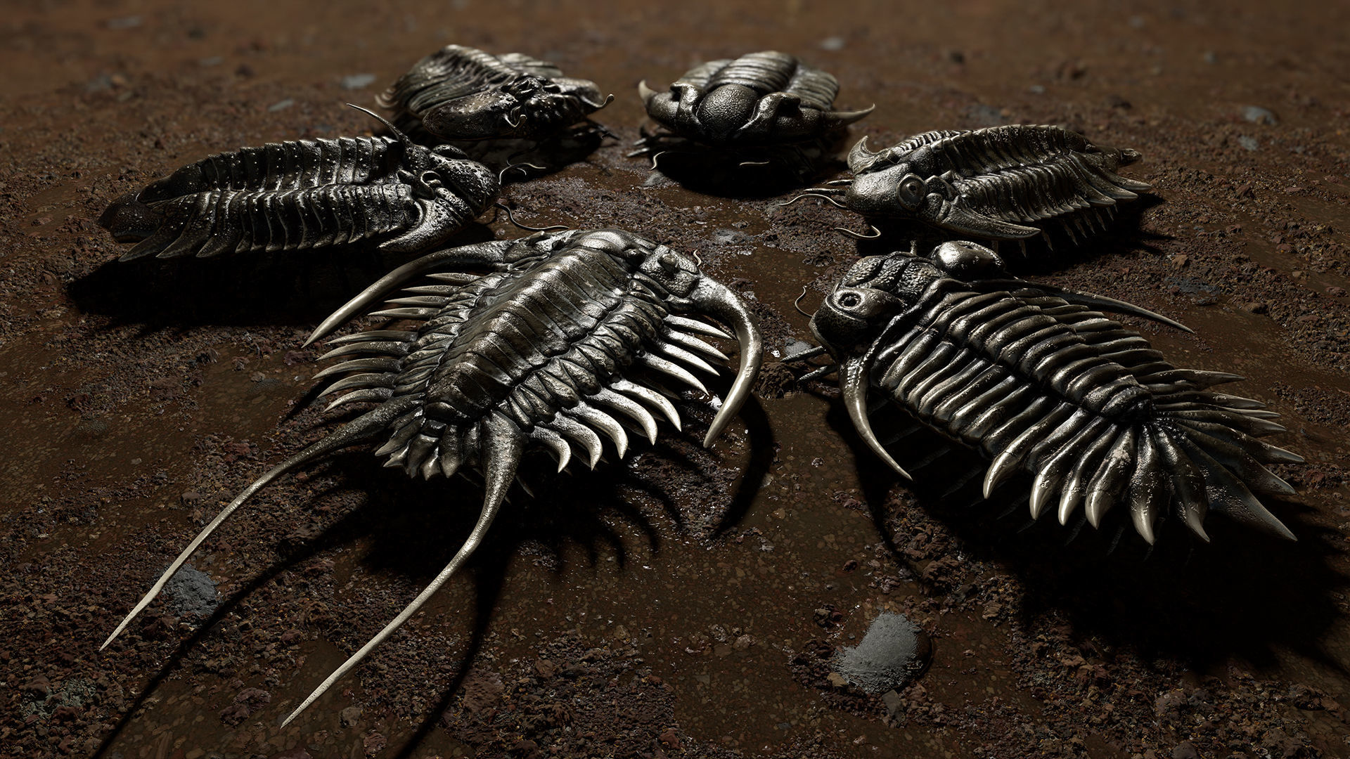 Trilobites 3D Model Collection | CGTrader