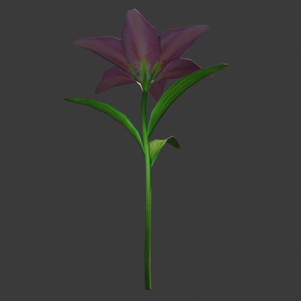 Lily flower 3D model | CGTrader