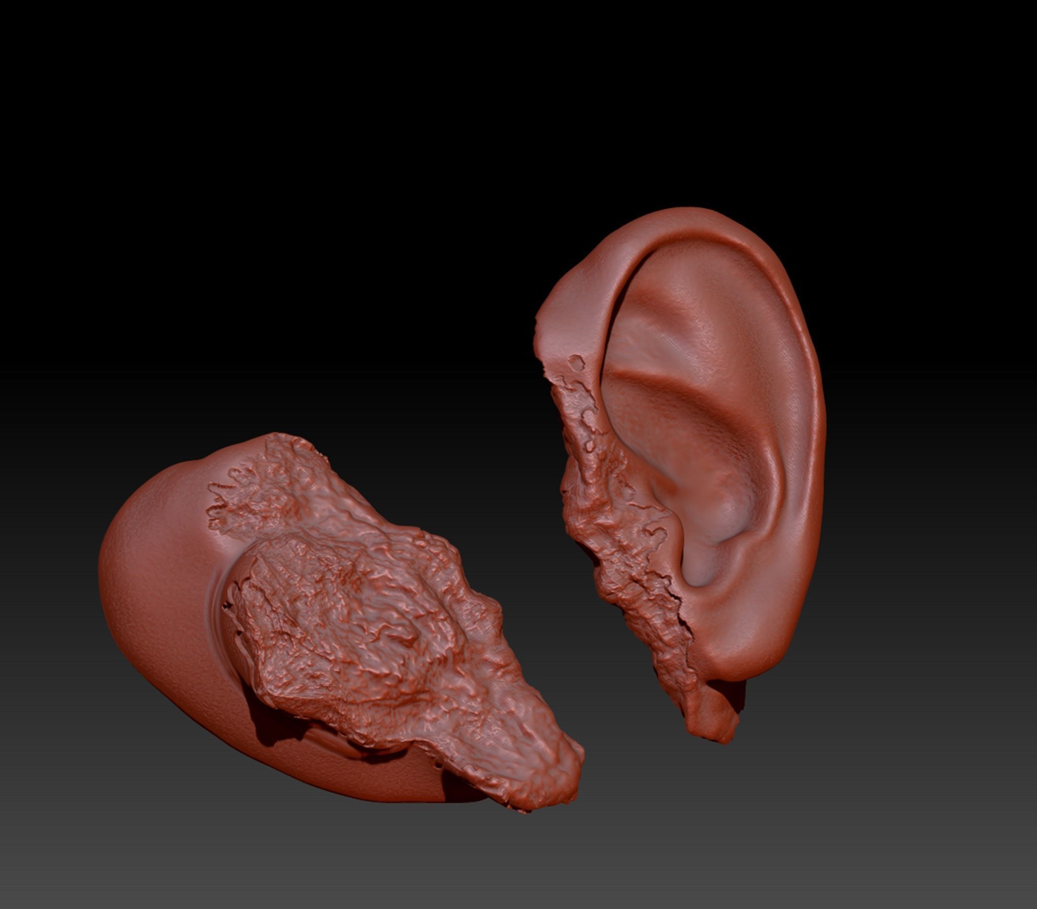 3D model Ear Fake Severed Ear Horror VR / AR / low-poly | CGTrader