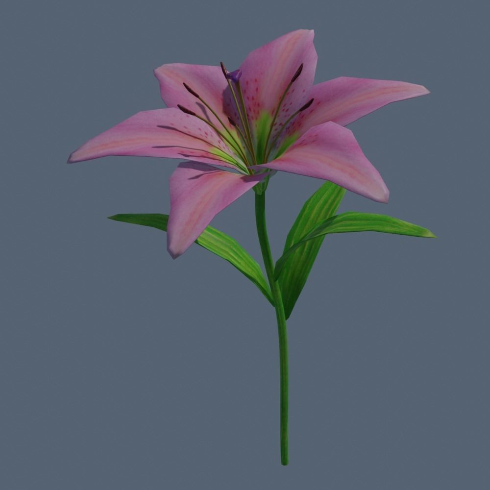 Lily flower rigged animated 3D model animated rigged | CGTrader