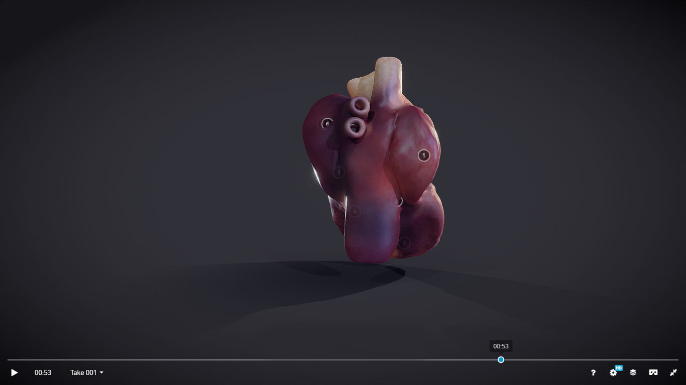 3D model Heart Cross Section Animation VR / AR / low-poly animated ...