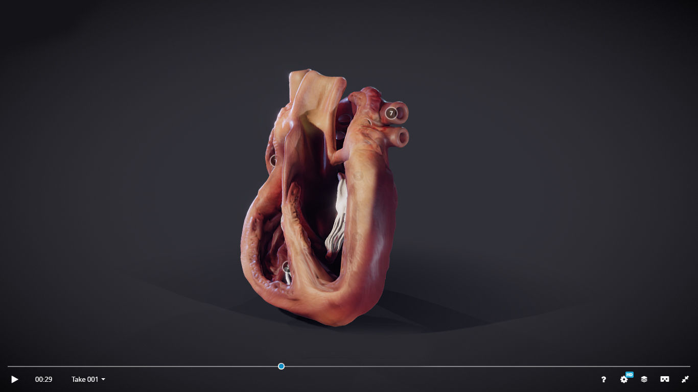 3D model Heart Cross Section Animation VR / AR / low-poly animated ...