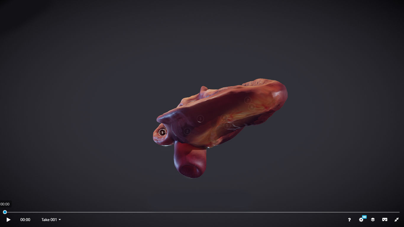 3D model Heart Cross Section Animation VR / AR / low-poly animated ...