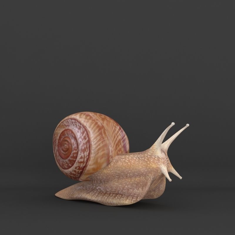 Snail 3D model | CGTrader